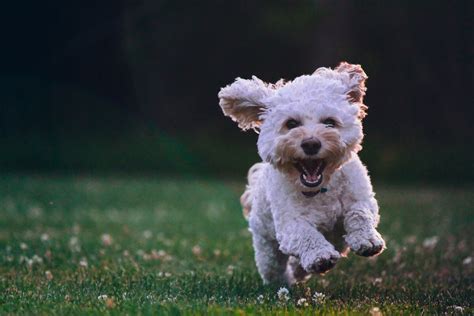 Confira a lista das 10 raças de cães mais populares no Brasil