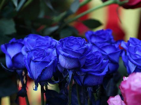 Significado de las rosas según su color Guía para saber qué podemos