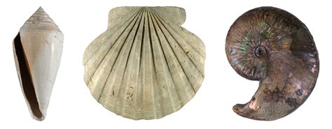 Mollusca