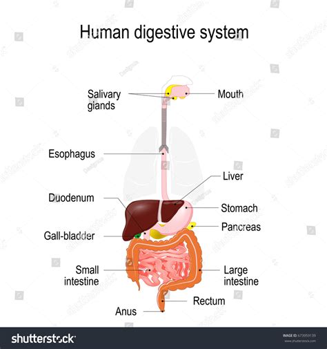 Human Digestive System Location Gastrointestinal Tract Stock Vector
