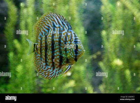 Symphysodon Discus In A Tropical Aquarium Stock Photo Alamy
