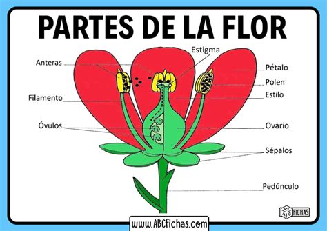 Definici N Estructura Y Partes De Una Flor