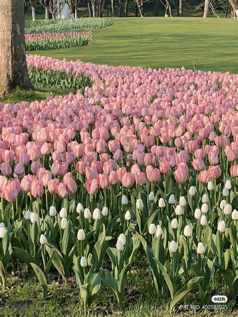 Top H Nh N N Hoa Tulip P Nh T