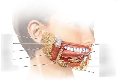 Salivary Gland Diagram Diagram Quizlet