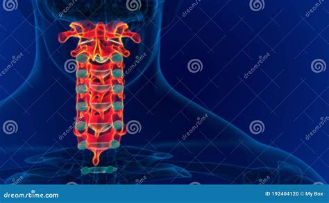 Human Skeleton Vertebral Column Cervical Vertebrae Anatomy 3D Stock