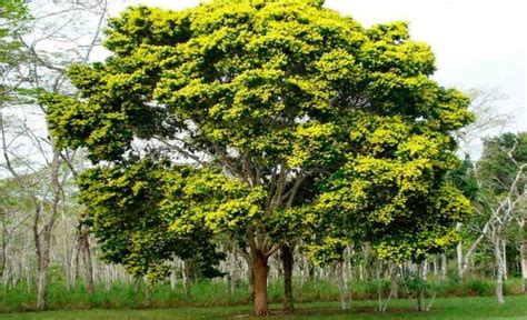 Pau Brasil