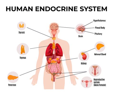 Endocrine System Definition Organs Function Structure 40 OFF