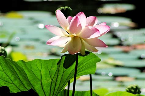 Lotus Blume Lotusblume Pinke Kostenloses Foto Auf Pixabay Pixabay