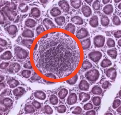 Term Histology Labs Flashcards Quizlet