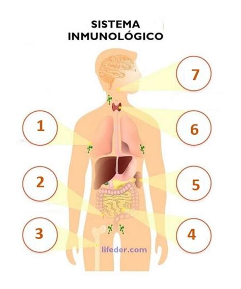 Diagrama Del Sistema Inmunitario Sin Etiquetar