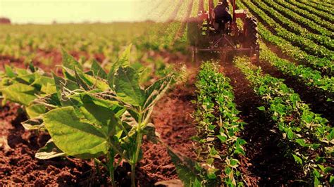 MEDIDAS DE APOYO AL SECTOR AGROPECUARIO Intendencia Departamental De