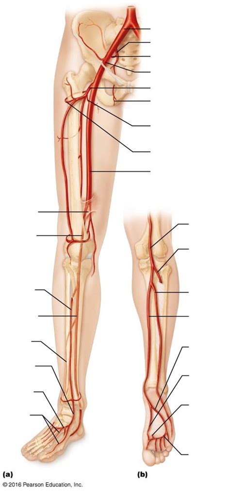 A P II Chapter 21 Arteries Of The Lower Limb Diagram Quizlet