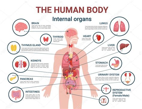 İnsan vücudunun iç organlar ve parçaları bilgi Poster Vektörel çizim