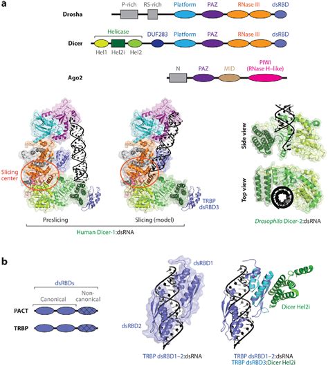 Figure 4 From Double Stranded RNA Sensors And Modulators In Innate