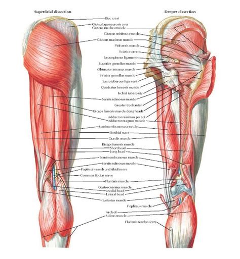 Posterior Upper Leg Muscles