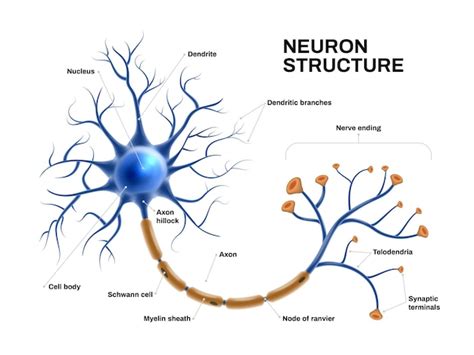 Anatom A De La Neurona Realista Vector Premium