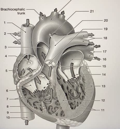 Heart Label Flashcards Quizlet