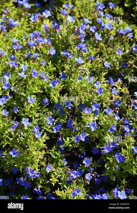 Purple Gromwell Glandora Diffusa Heavenly Blue Syn Lithodora
