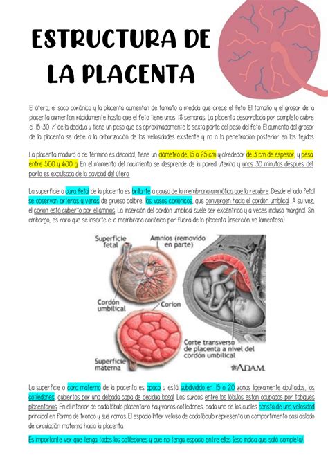 DESARROLLO DE LA PLACENTA Resúmenes de Obstetricia Docsity
