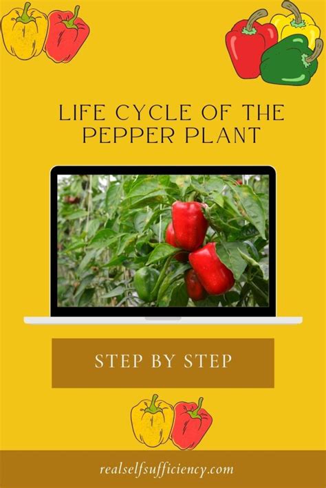 22 Pepper Plant Growth Stages AuyrnAzaleea