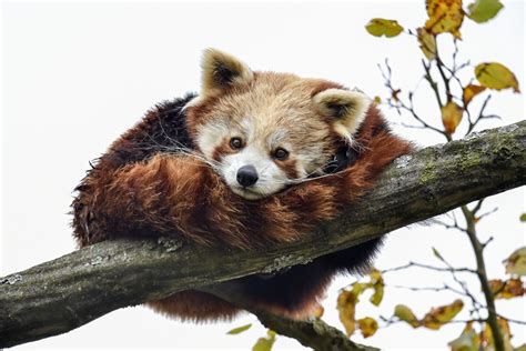 Cuáles son las características de un panda rojo