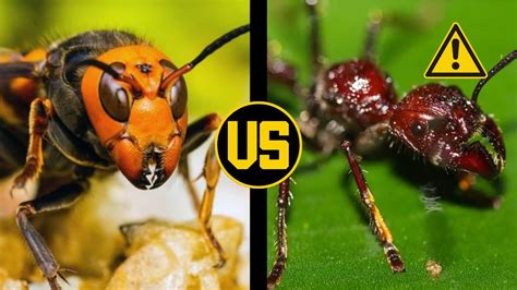 TOP 10 INSECTOS Mas PELIGROSOS Del MUNDO YouTube