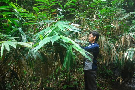 Sa nhân tím từng là cây làm giàu
