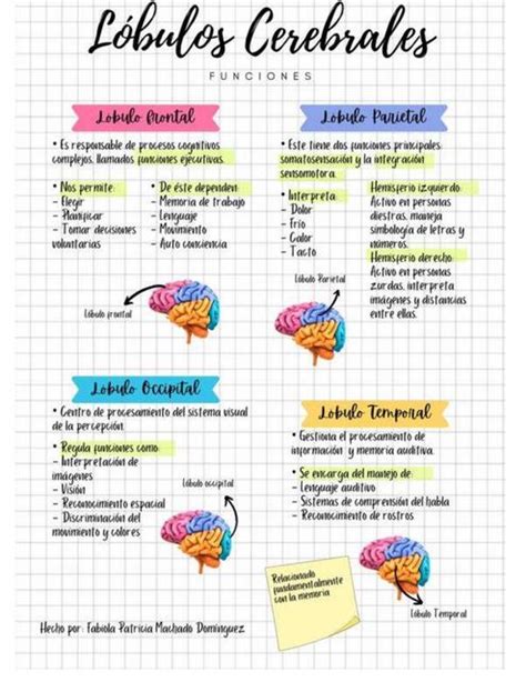 Lobulos Cerebrales XxGonzalo 13 UDocz