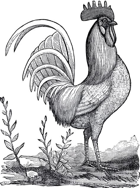 Rooster Sketch Drawing Clip Art Library