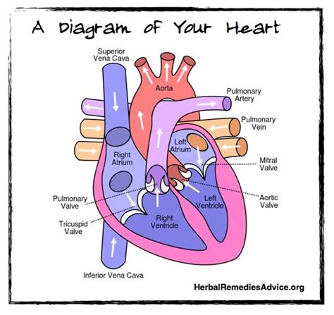 Circulatory System Diagram And Functions