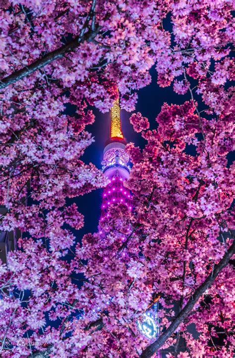 ゆめ 話を聞き話します ココナラ on Twitter RT taku photo47 妖艶な夜桜包まれ東京タワー