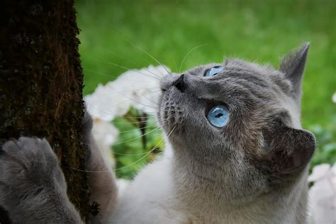 Tonkinese Kedi Cinsi Özellikleri ve Bakımı Miyavliyo