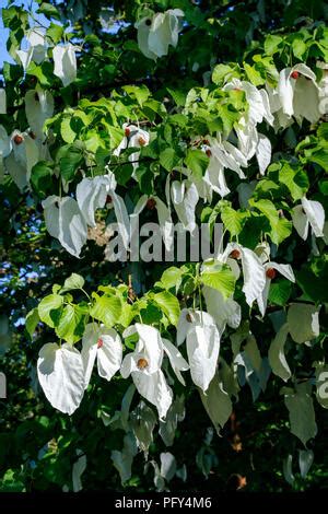 Las brácteas u hojas blancas de Davidia Involucrata comúnmente