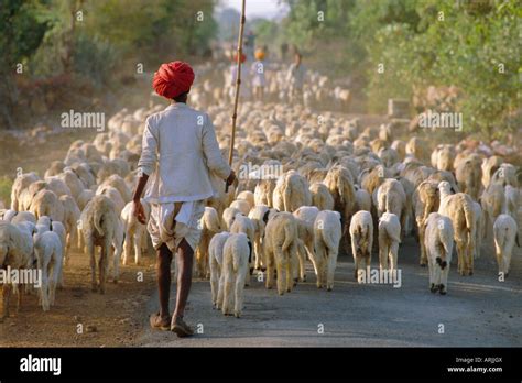 Berger avec troupeau de moutons Banque de photographies et dimages à