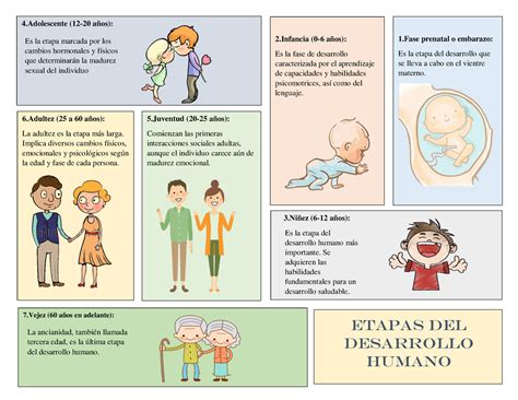 Infografia De Desarrollo Humano Prenatal O Embarazo Es La Etapa