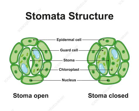 Stomata Structure Illustration Stock Image F037 4540 Science