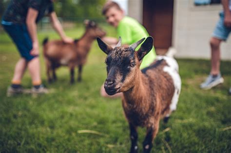 Holiday Park Veluwe Campsite Voorthuizen Ackersate