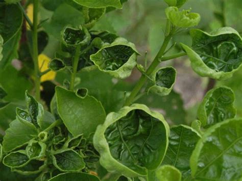 Deficiencia De Boro En Plantas Y Cultivos ICL MX