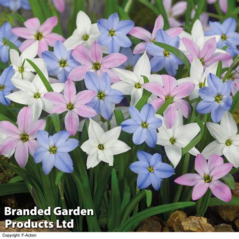 Spring Flowering Bulb Mix Dobies