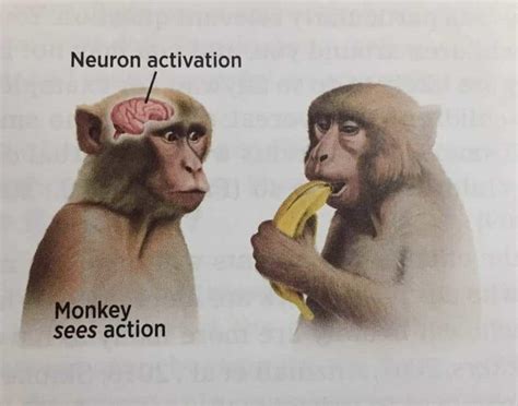 Monkey Sees Action Neuron Activation Monkey Sees Action Neuron