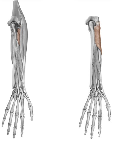 Deep Posterior Forearm Compartment Diagram Quizlet