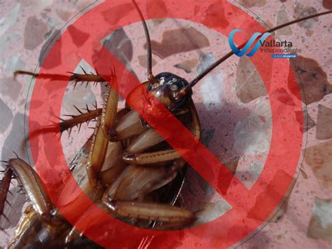 C Mo Acabar Con Las Cucarachas F Cil Y R Pido Consejos