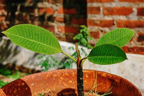 Growing Plumeria How To Care For Frangipani Gardeners Path