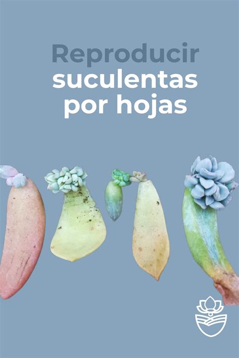 Cómo reproducir suculentas por hoja guía definitiva Artofit