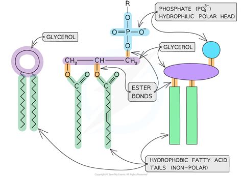 CIE A Level Biology复习笔记2 2 8 Phospholipids 翰林国际教育