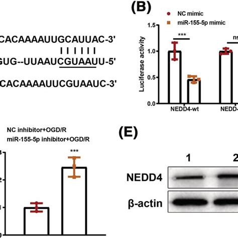 MiR1555p Negatively Regulates NEDD4 Expression The Binding Site Of