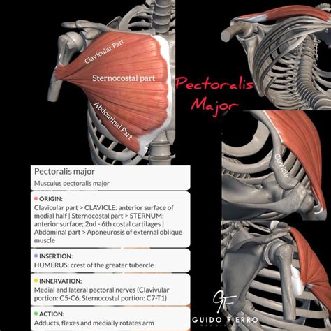 Pectoralis Major Muscle Musculus Pectoralis Major Muscles Muscle