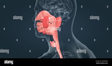 Las glándulas salivales producen saliva lo que ayuda en la digestión