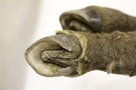 Syberia Rosja W kraterze Batagaika znaleziono szczątki źrebaka