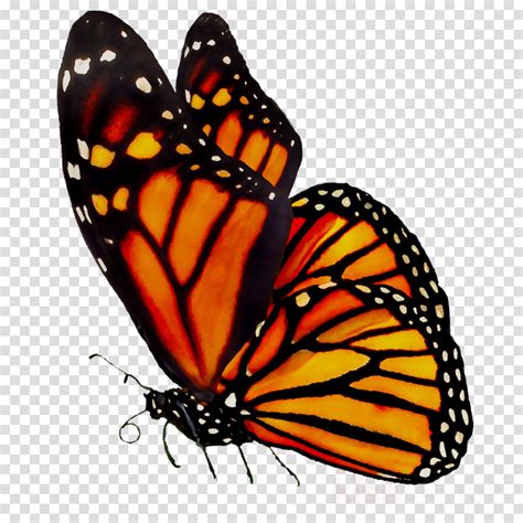 Free Monarch Butterfly Clipart